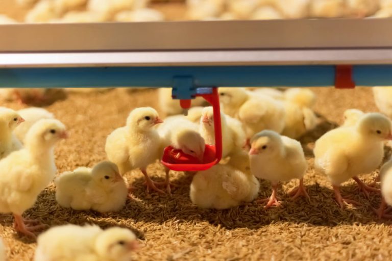 Life Journey of Broiler Chicken – DAMLY Gas Brooder Heater for Poultry