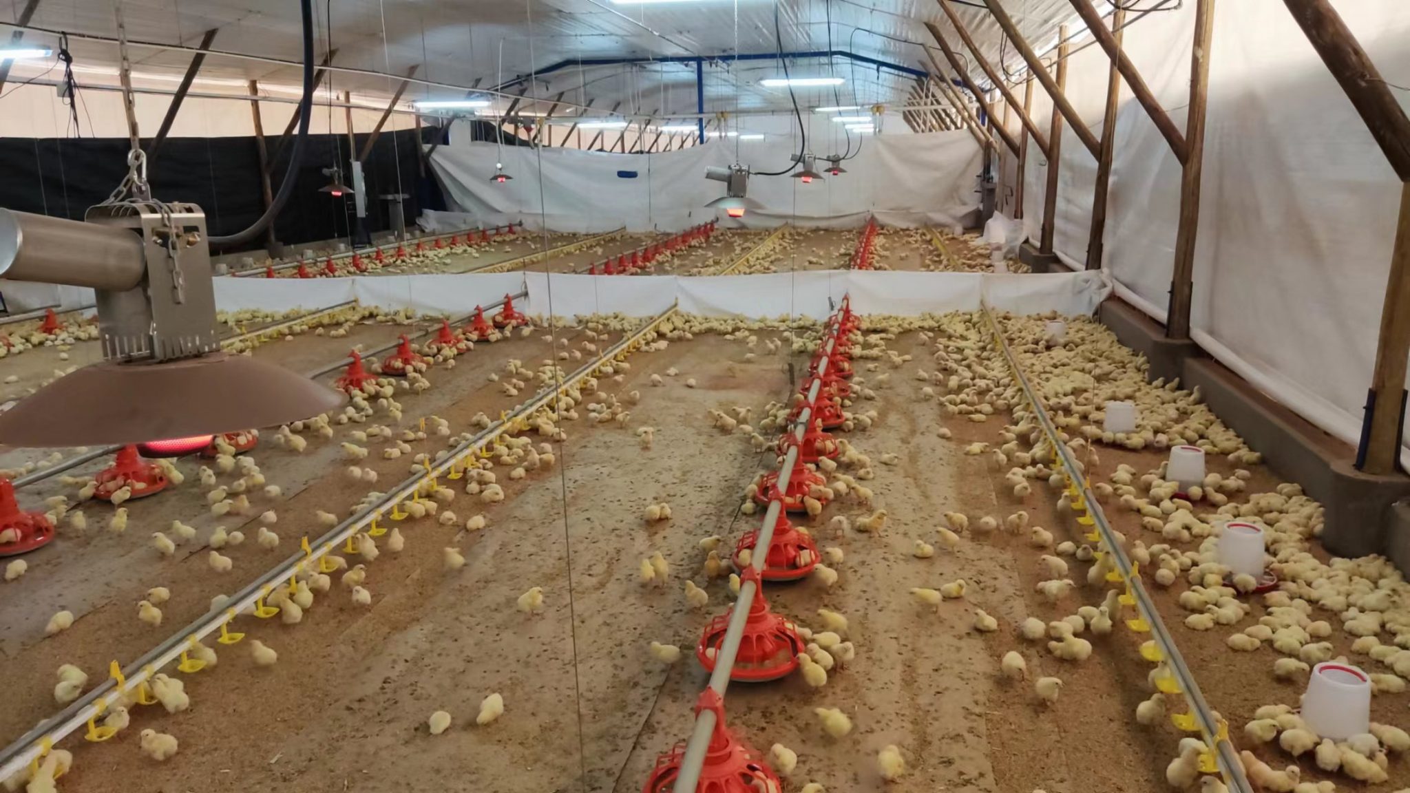 SUNFLOWER Poultry Infrared Gas Brooder Project in Peru – DAMLY Gas ...