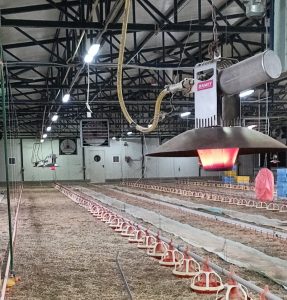 Best Heat Efficient Infrared Gas Brooder for Chicken House – DAMLY Gas ...