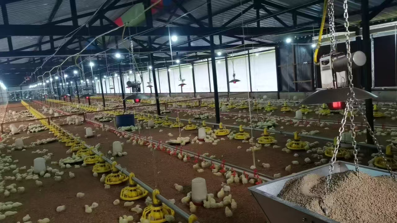 Efficient Poultry Gas Heater Solutions for Optimal Farm Heating – DAMLY ...